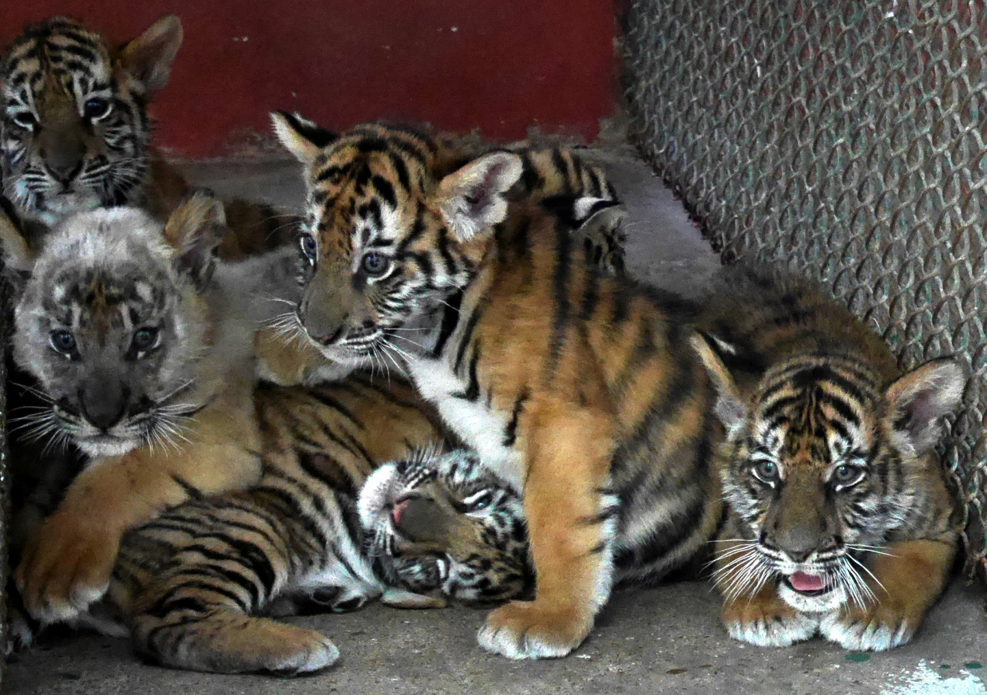 The Tiger Mafia | Silbersalz Festival